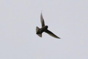 American Black Swift – birdfinding.info