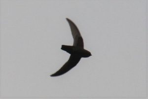 American Black Swift – birdfinding.info