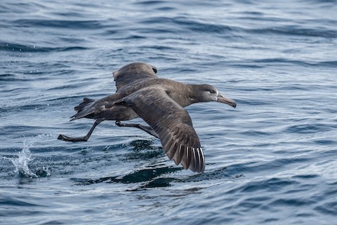 Black-footed Albatross – birdfinding.info