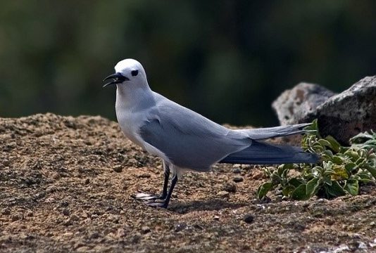 Gray Noddy – birdfinding.info