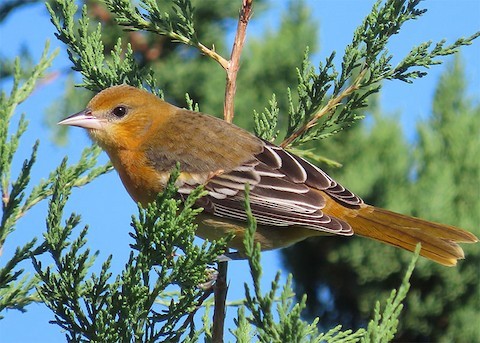 Baltimore Oriole – birdfinding.info