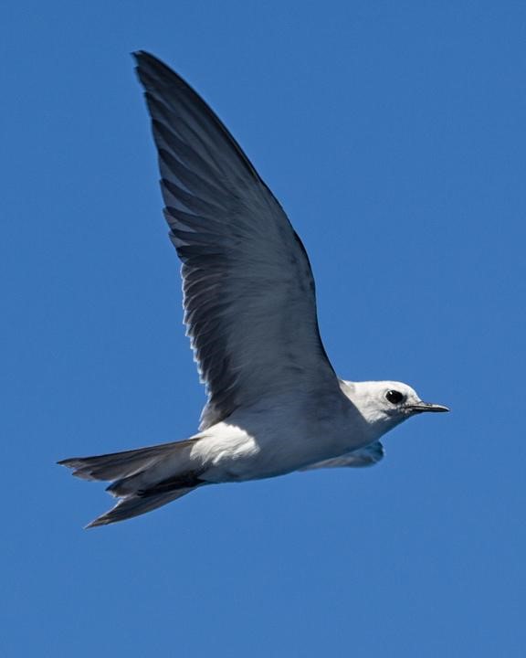 Gray Noddy – birdfinding.info
